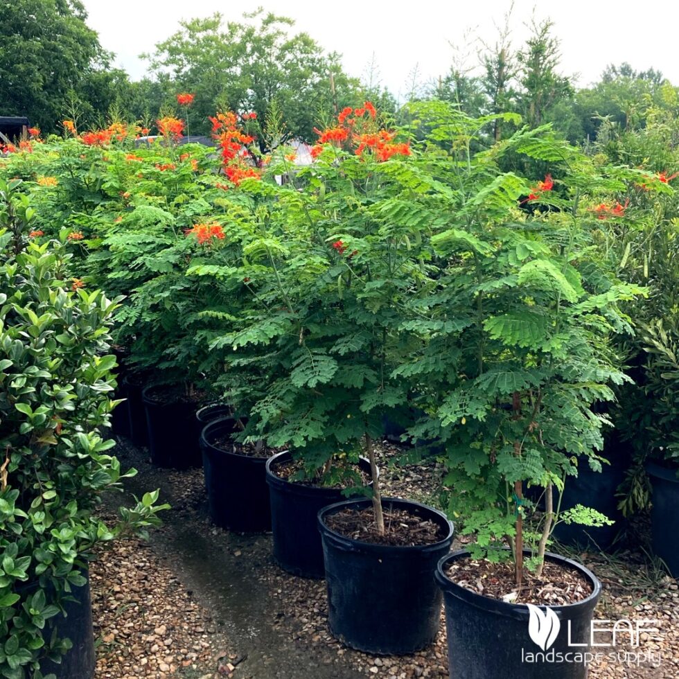 Pride of Barbados – Leaf Landscape Supply