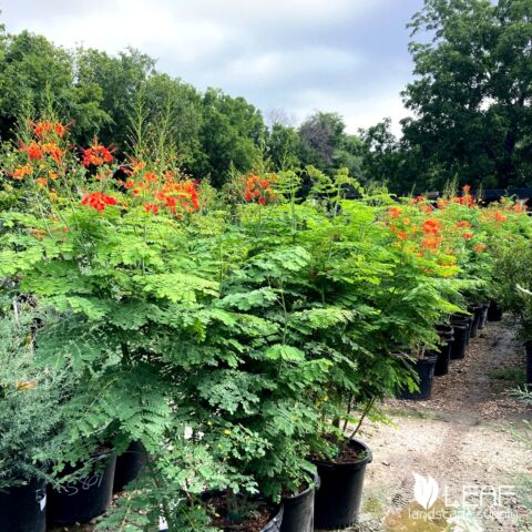 Pride of Barbados – Leaf Landscape Supply